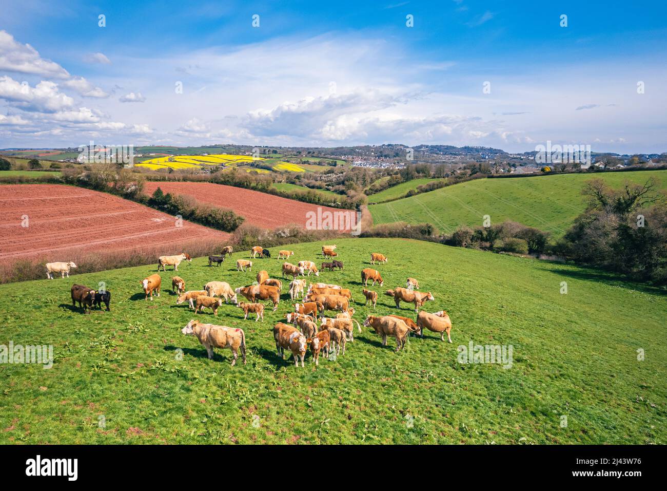 Cows on Devon Fields and Meadows from a drone, English Village, England ...