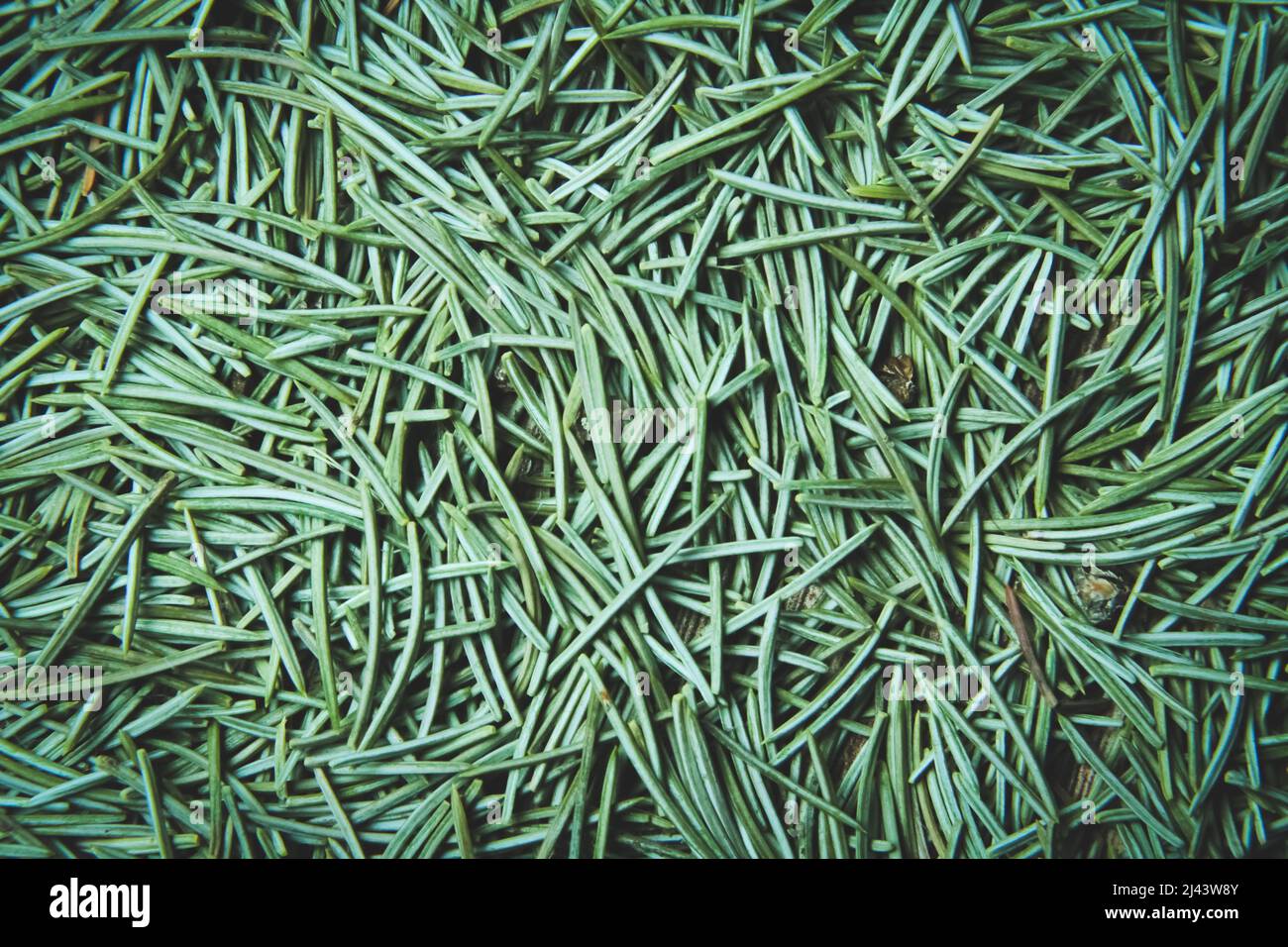 Christmas needles. Many fallen needles from the Christmas tree. Green ...