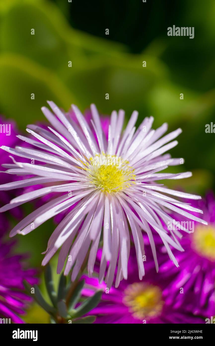 Hardy ice plant hi-res stock photography and images - Alamy