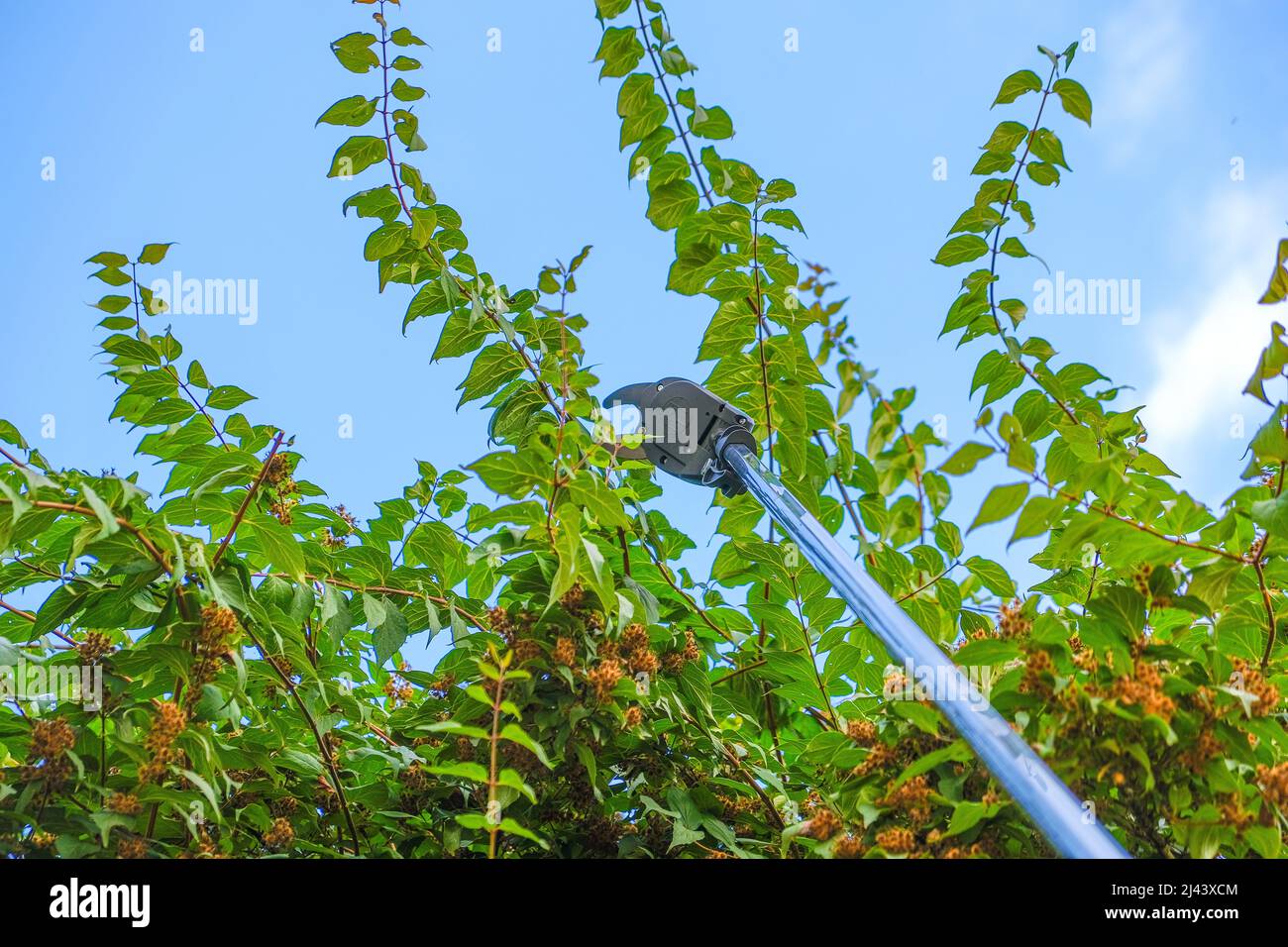 Garden telescopic pruner.plant formation. Pruning tall trees in the ...