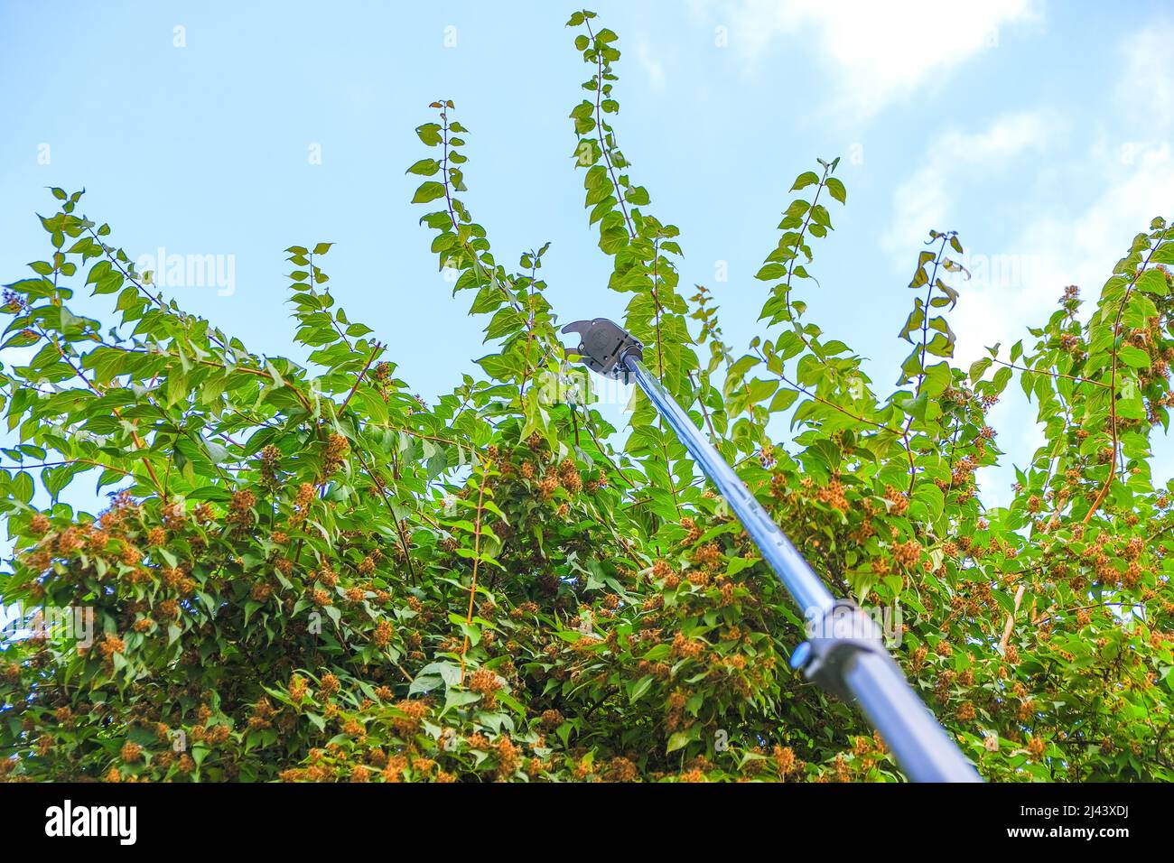 Garden telescopic pruner.plant formation. Pruning tall trees in the ...