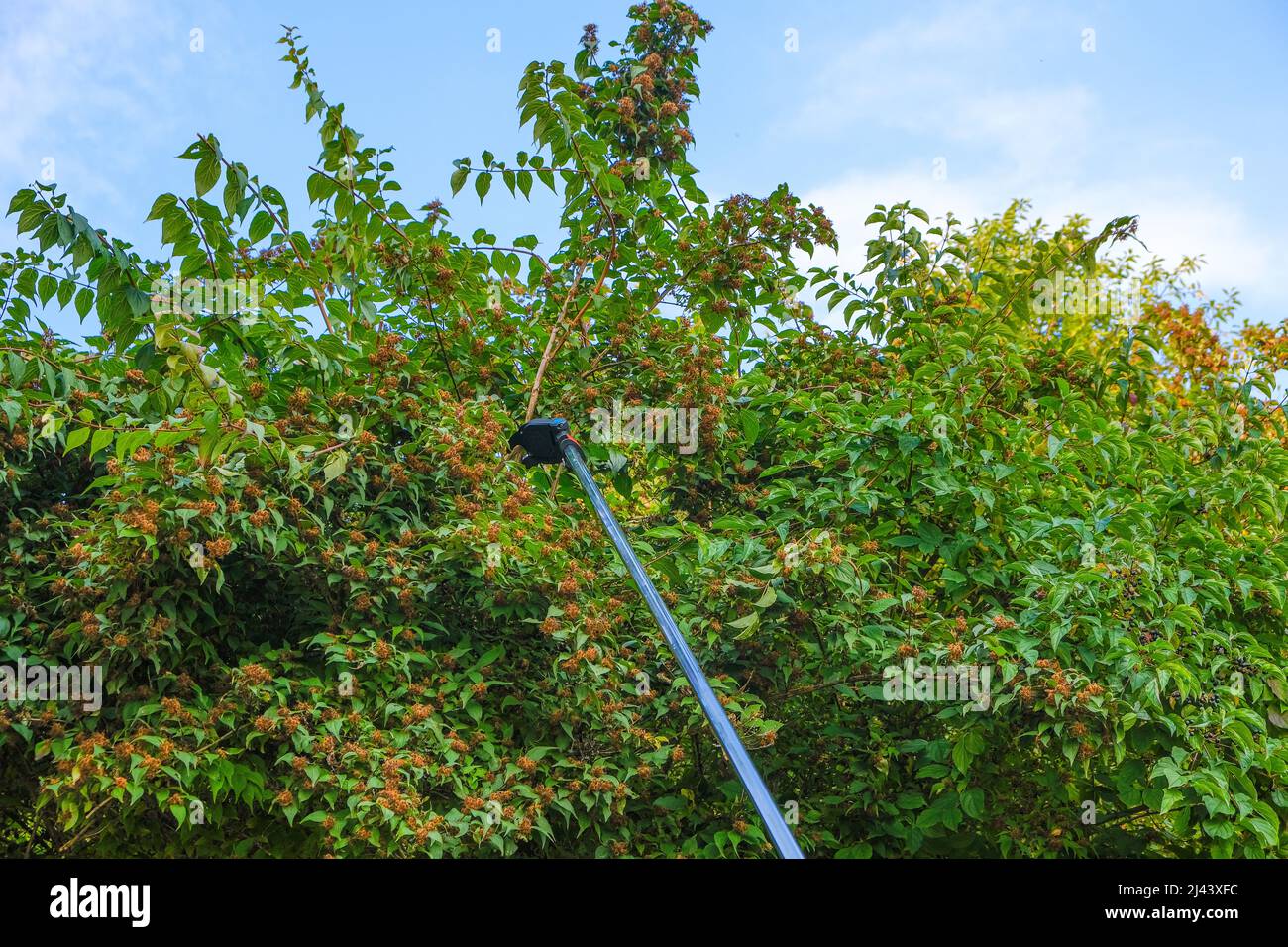 Garden telescopic pruner.plant formation. Pruning tall trees in the ...