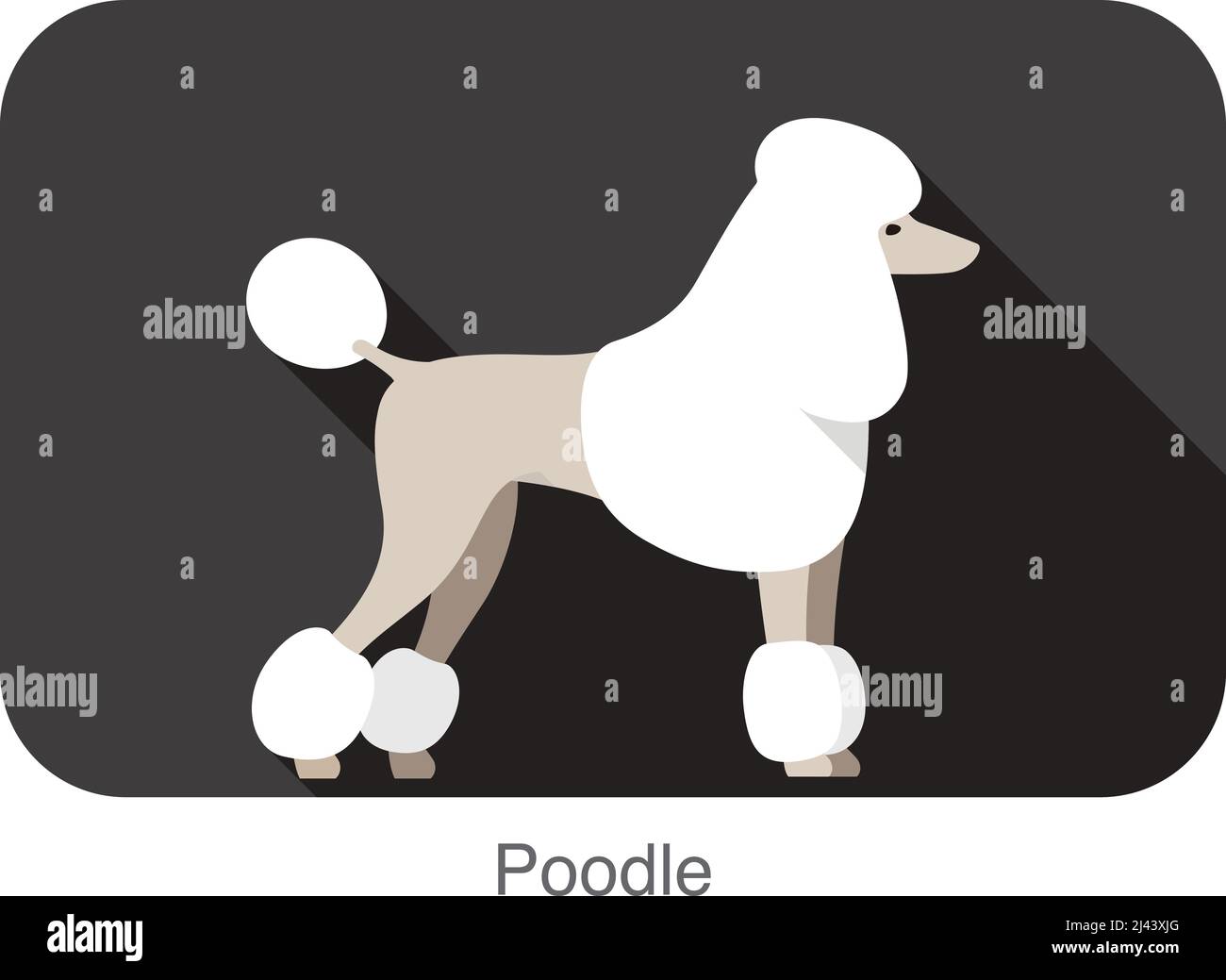 Poodle standing and watching, side view cartoon, vector illustration ...