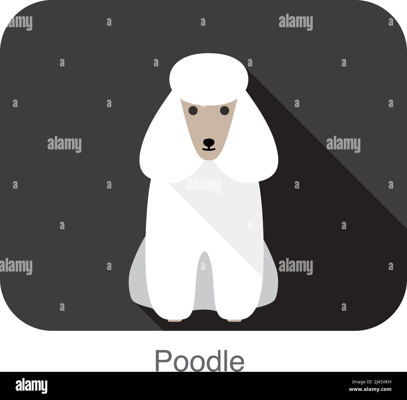Poodle sitting on the ground, front view cartoon, vector illustration ...