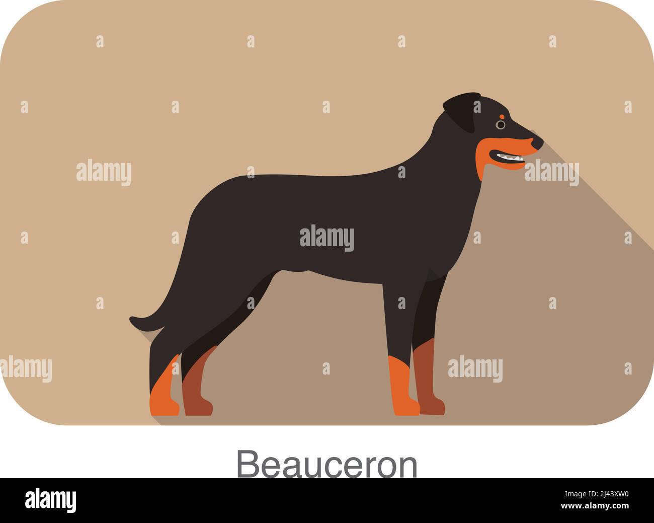 Beauceron terrier standing and watching, vector Stock Vector Image ...