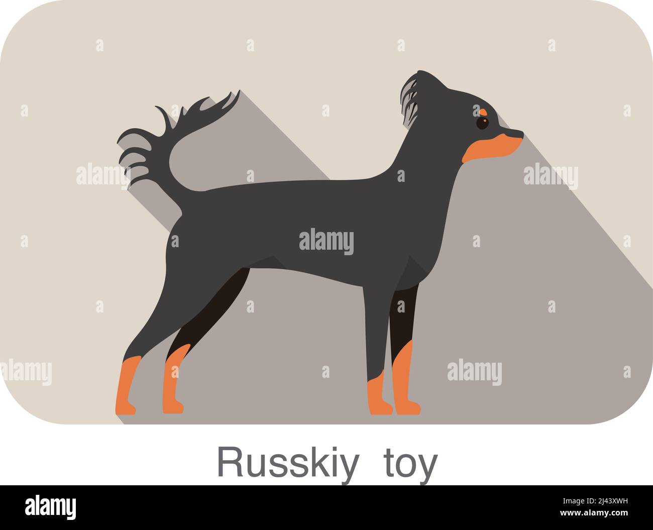 Russkiy toy terrier standing and watching, vector illustration Stock ...