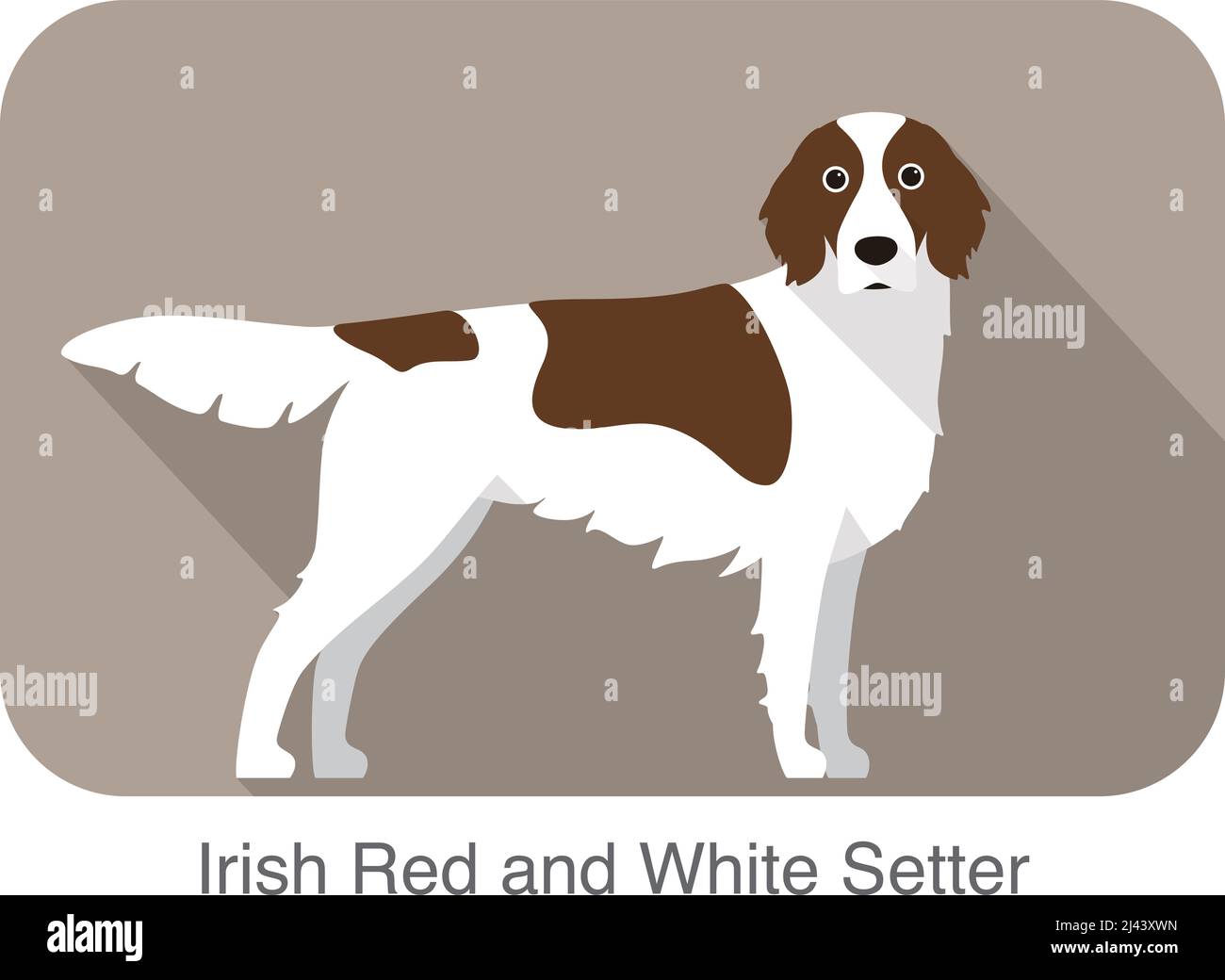 Red setter Stock Vector Images - Alamy