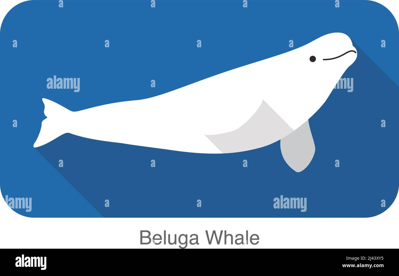Beluga whale swimming in the water, flat icon, vector illustration Stock Vector Image & Art - Alamy