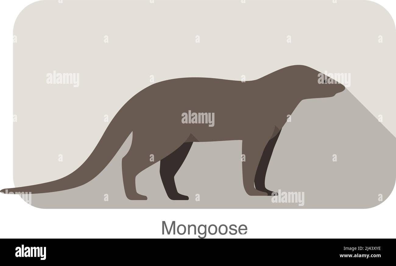 simple mongoose standing and watching, vector illustration Stock Vector ...