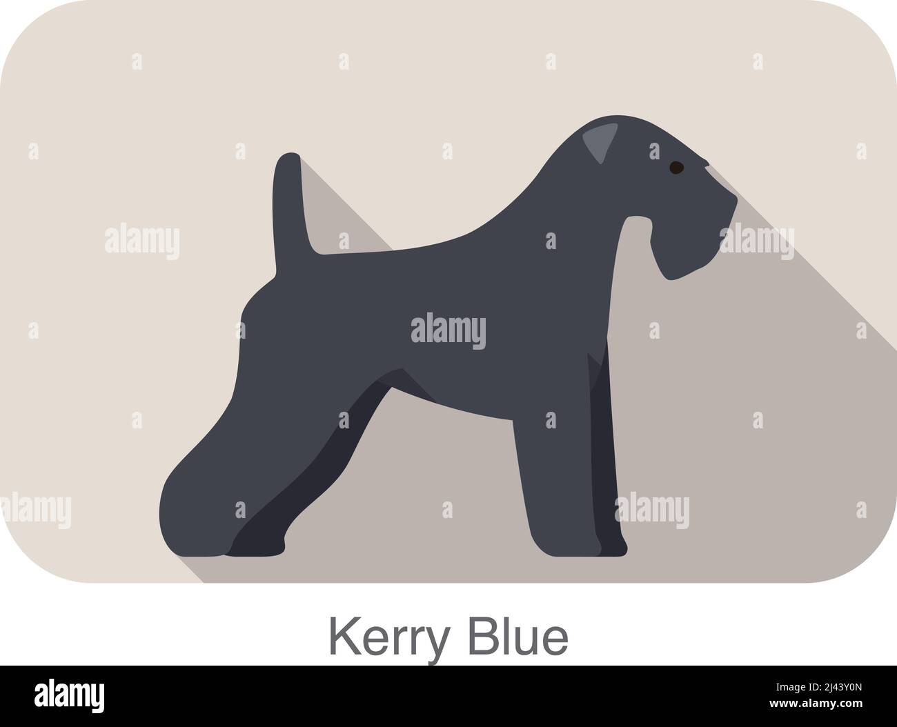 kerry blue terrier standing and watching, flat icon design, vector ...