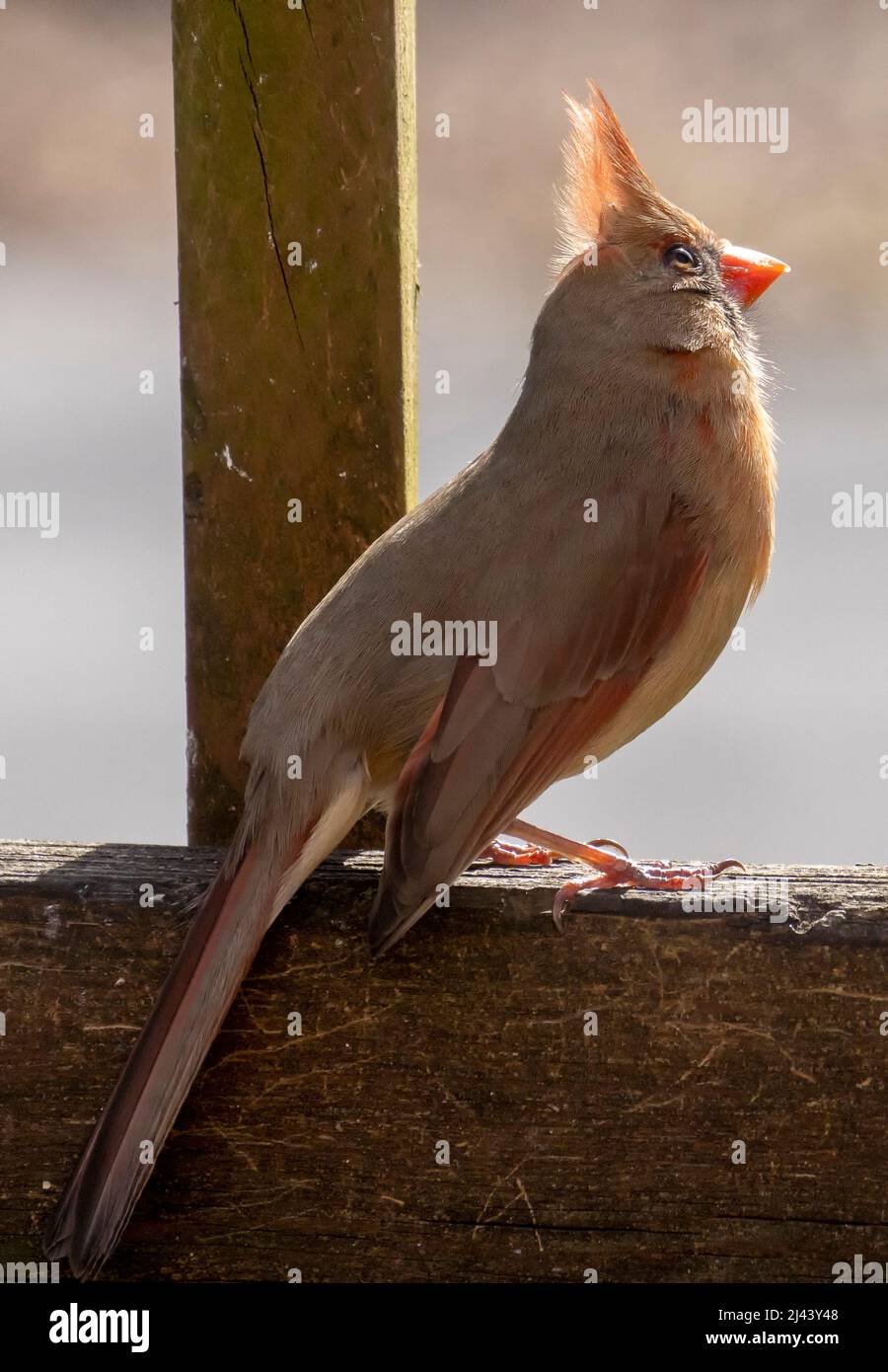 Female Northern Cardinal on the garden fence Stock Photo - Alamy