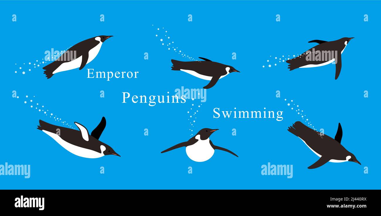 Emperor Penguin Swimming Drawing