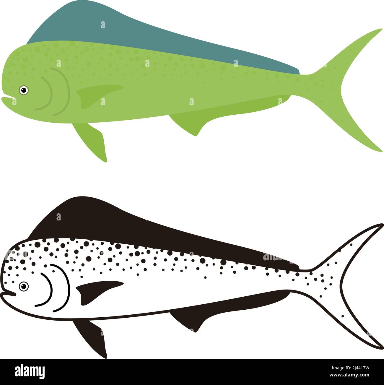Common Dolphinfish, Dorado fish, vector illustration Stock Vector Image ...