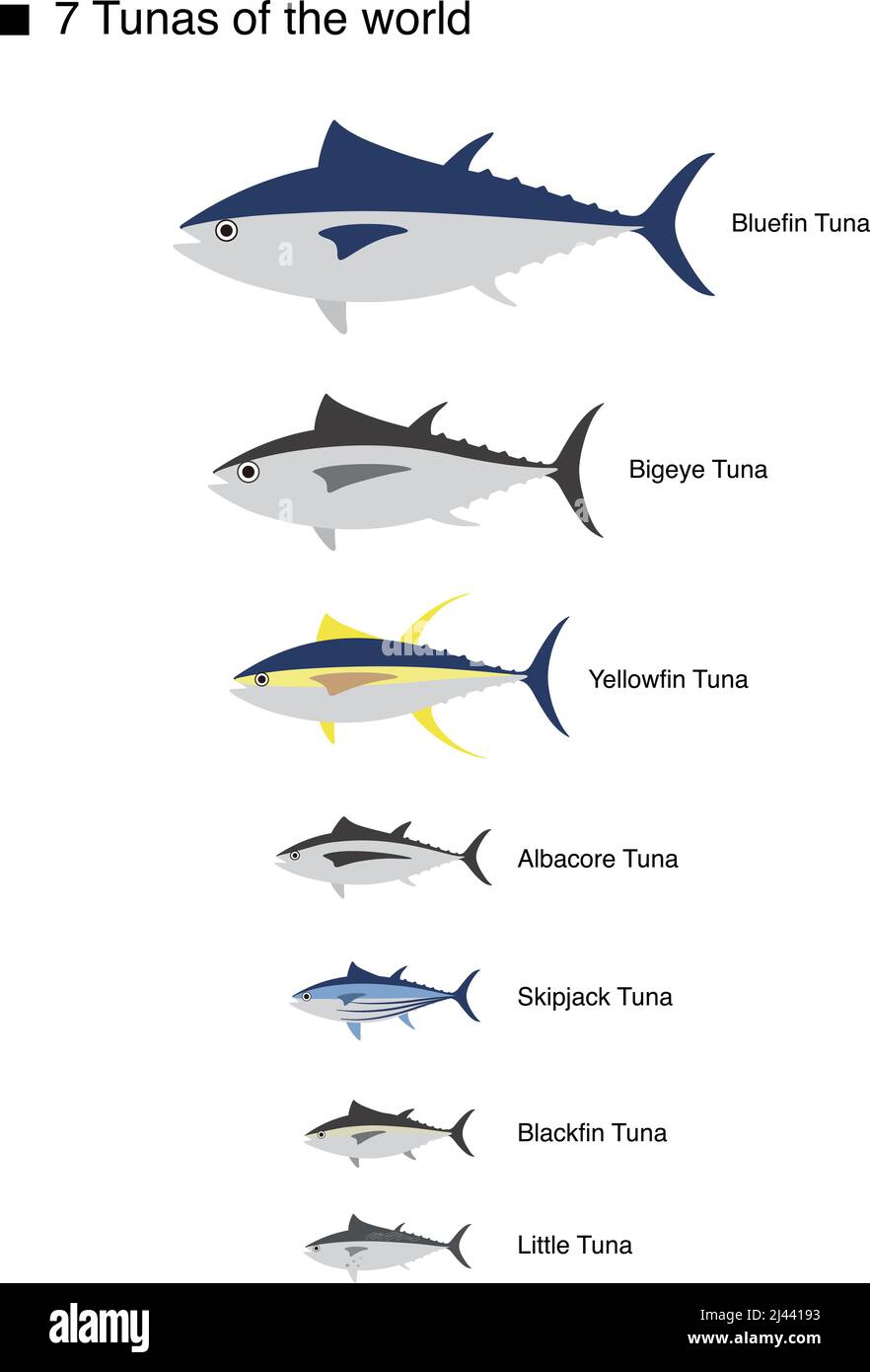 Tuna Set, Vector illustration on white background Stock Vector Image ...