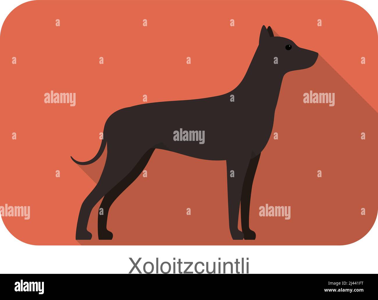 Hairless dog Xoloitzcuintli standing and watching, vector illustration ...