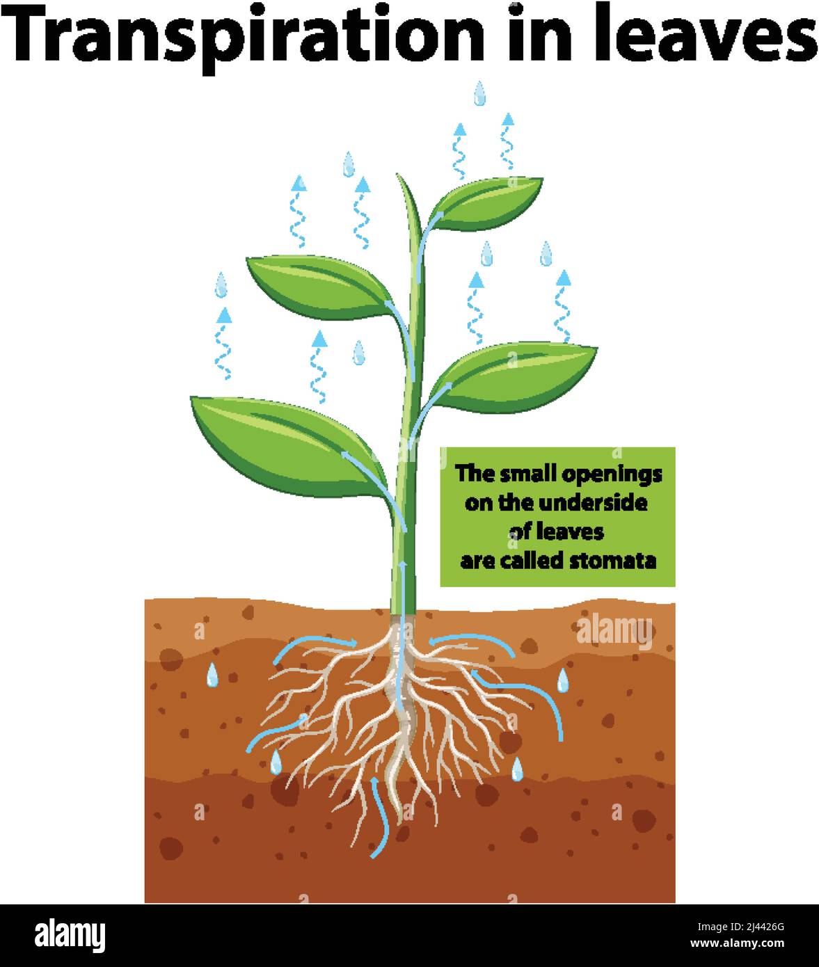 Science concept with transpiration in leaves illustration Stock Vector ...