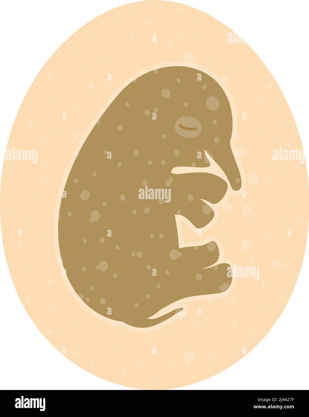 Mammal embryo Stock Vector Images - Alamy