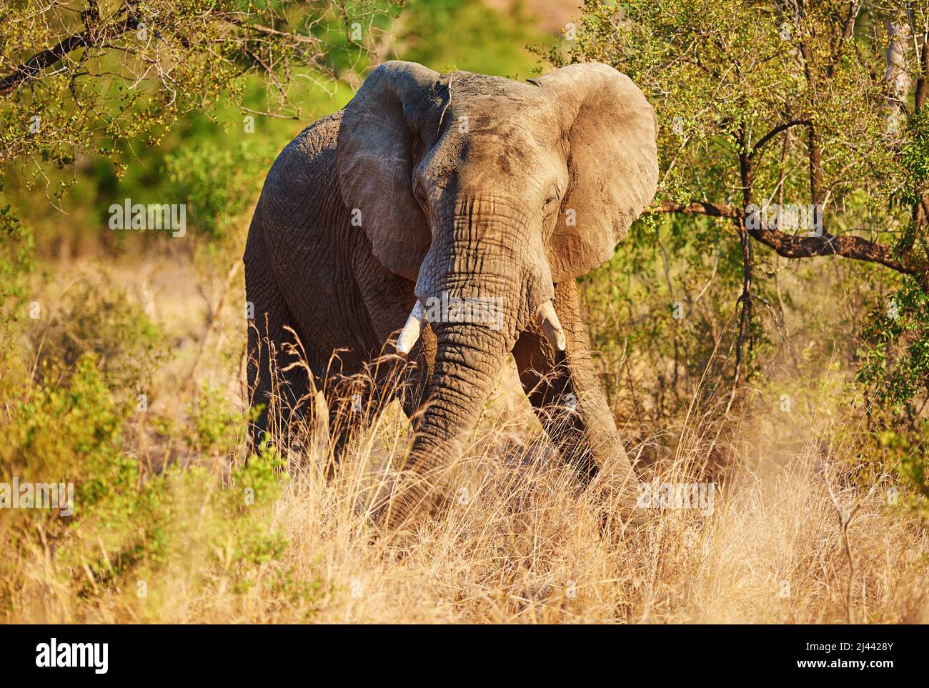 Kepp your distance. Full length shot of an elephant in its natural ...