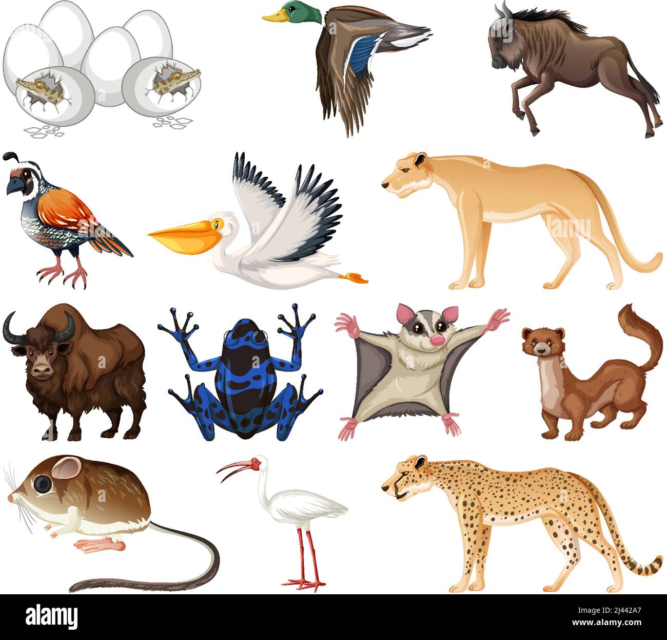 Different kinds of animals collection illustration Stock Vector Image ...
