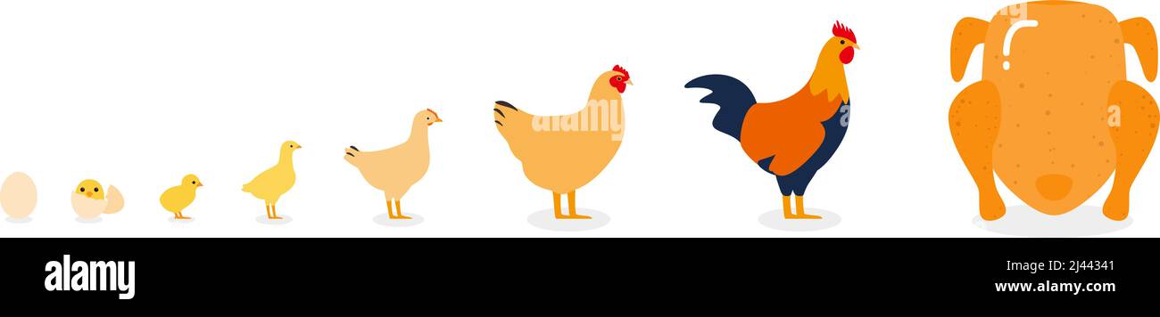The life of a chicken, different ages of chicken, vector illustration ...