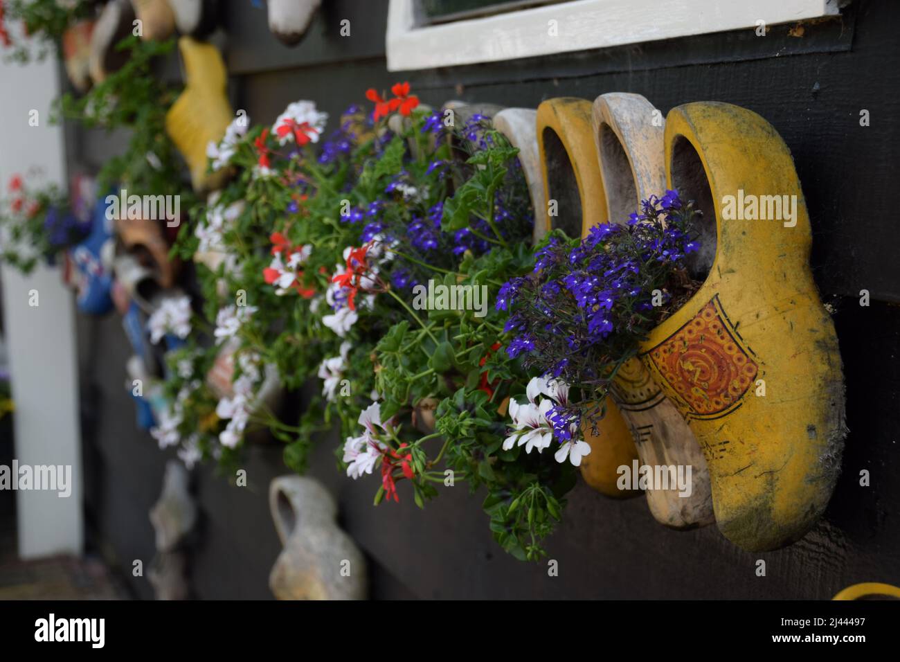 Traditional wooden clogs as a planter and decoration Stock Photo - Alamy