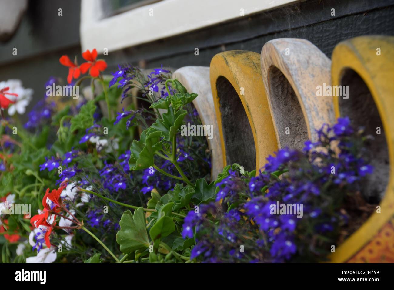 Traditional wooden clogs as a planter and decoration Stock Photo - Alamy