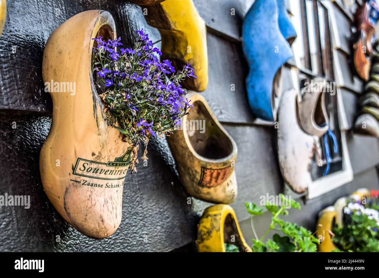 Traditional wooden clogs as a planter and decoration Stock Photo - Alamy
