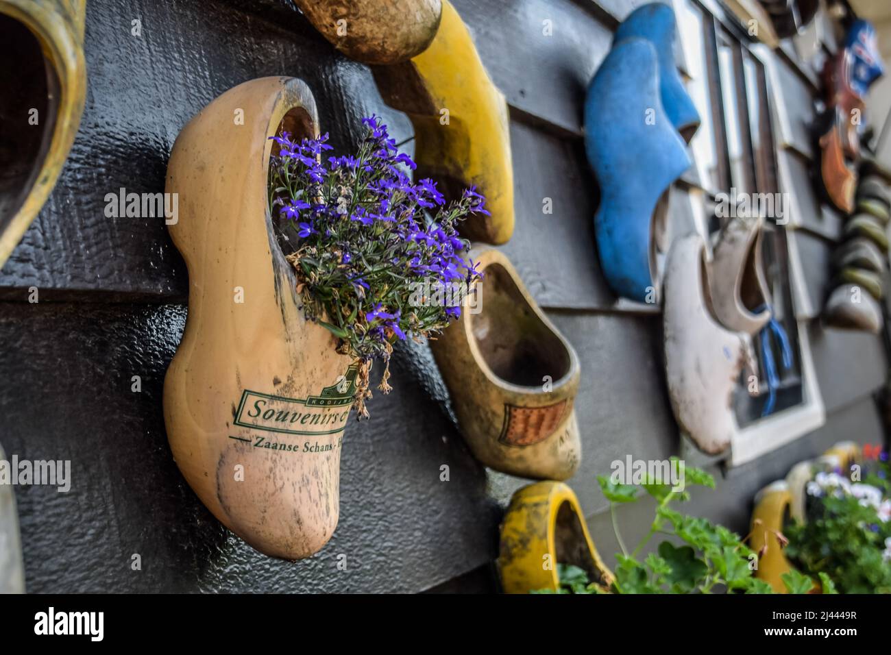 Traditional wooden clogs as a planter and decoration Stock Photo - Alamy