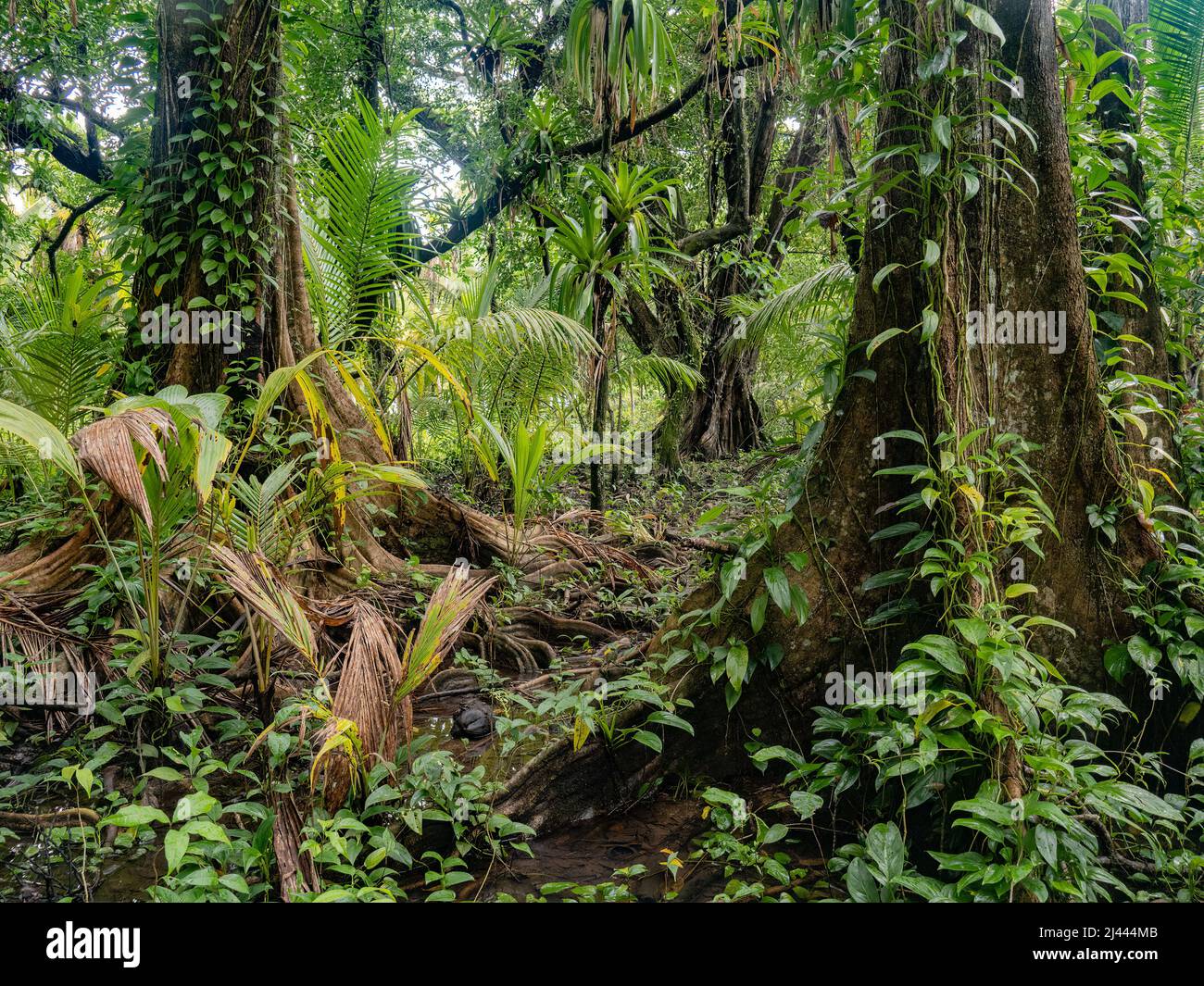 Lush tropical trees hi-res stock photography and images - Alamy
