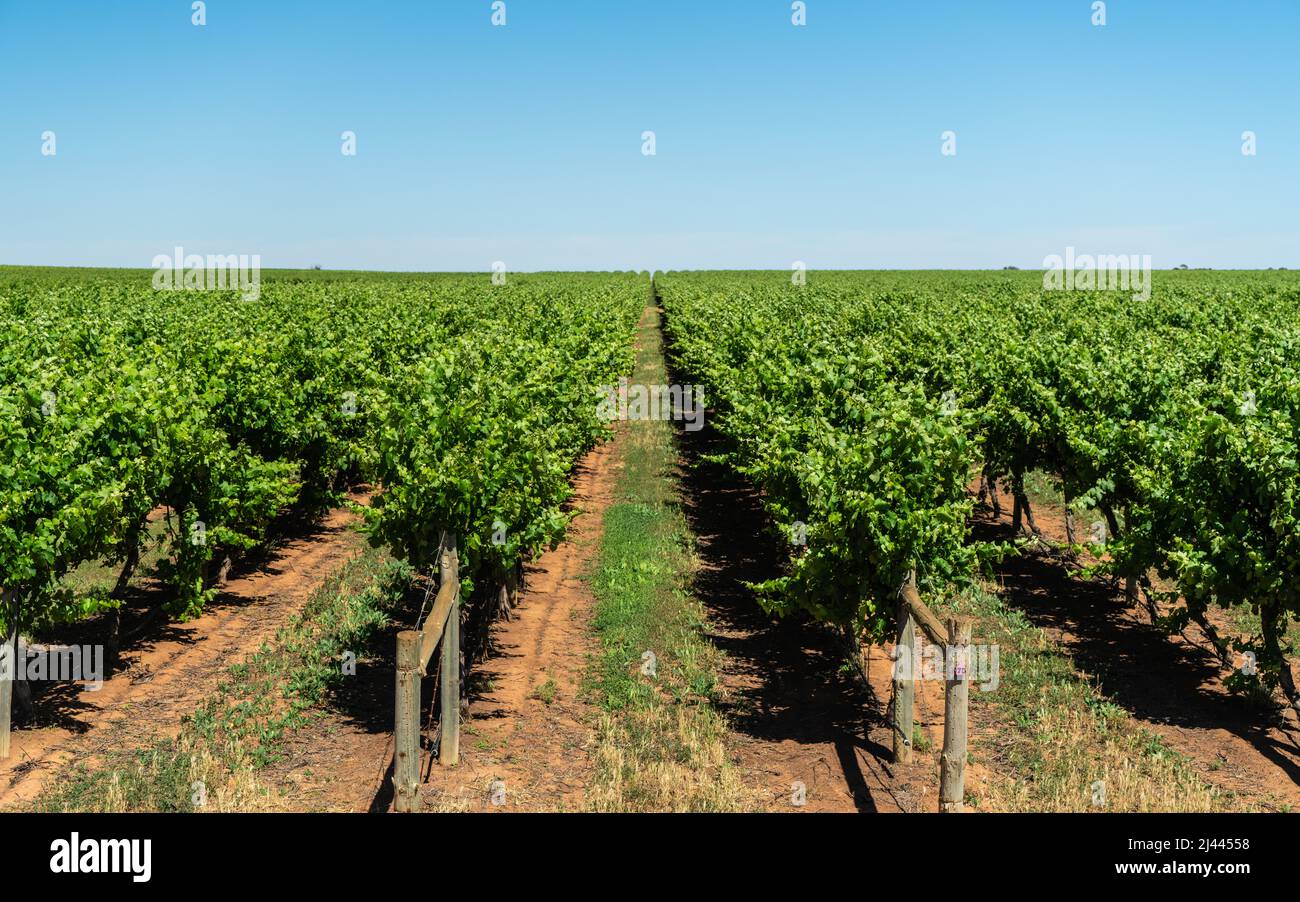 Working on grape farm hi-res stock photography and images - Alamy