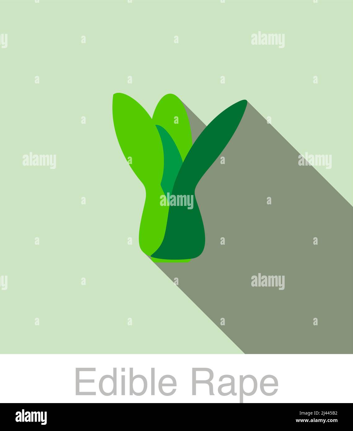 Edible rape Vegetables food flat icon vector illustration Stock Vector ...