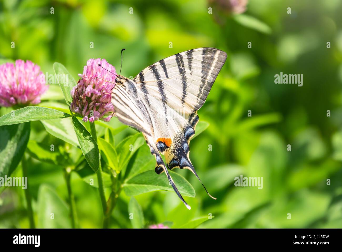 Beautiful Butterfly Scarce Swallowtail, Sail Swallowtail, Pear-tree ...