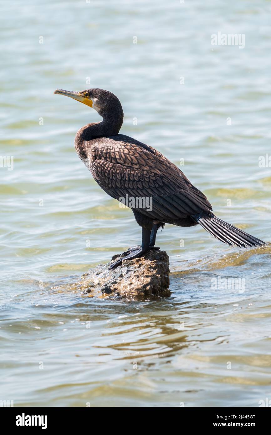 Great cormorant, Phalacrocorax carbo, standing on a stone on the sea ...