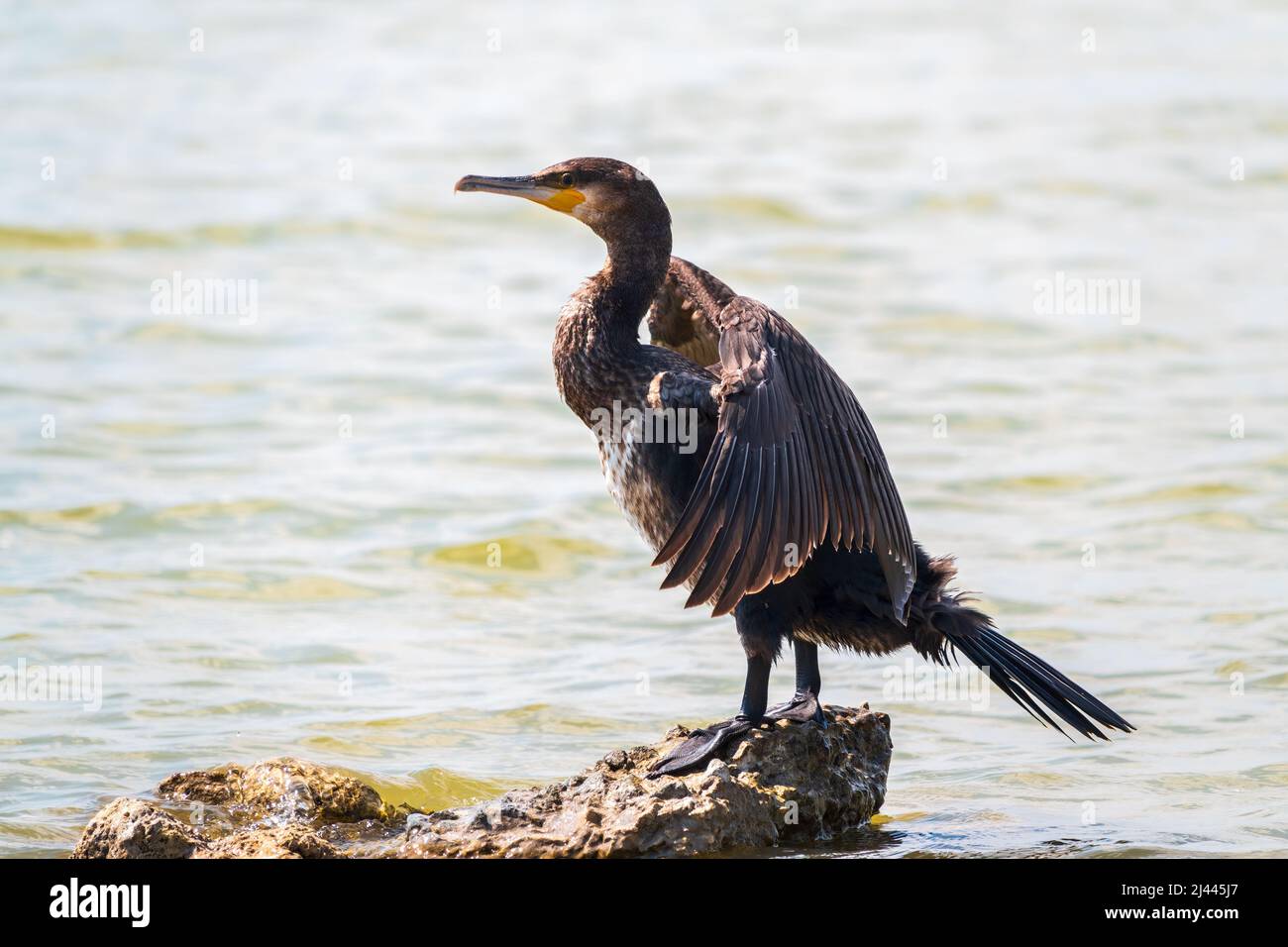 Great cormorant, Phalacrocorax carbo, sits on stone and dries its wings on the wind. The great ...