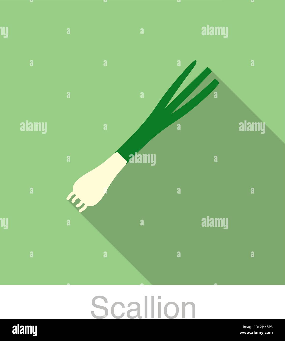 Scallion vector vectors hi-res stock photography and images - Alamy