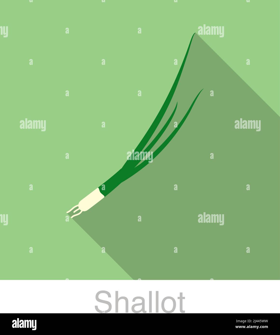 Shallot Stock Vector Images - Alamy