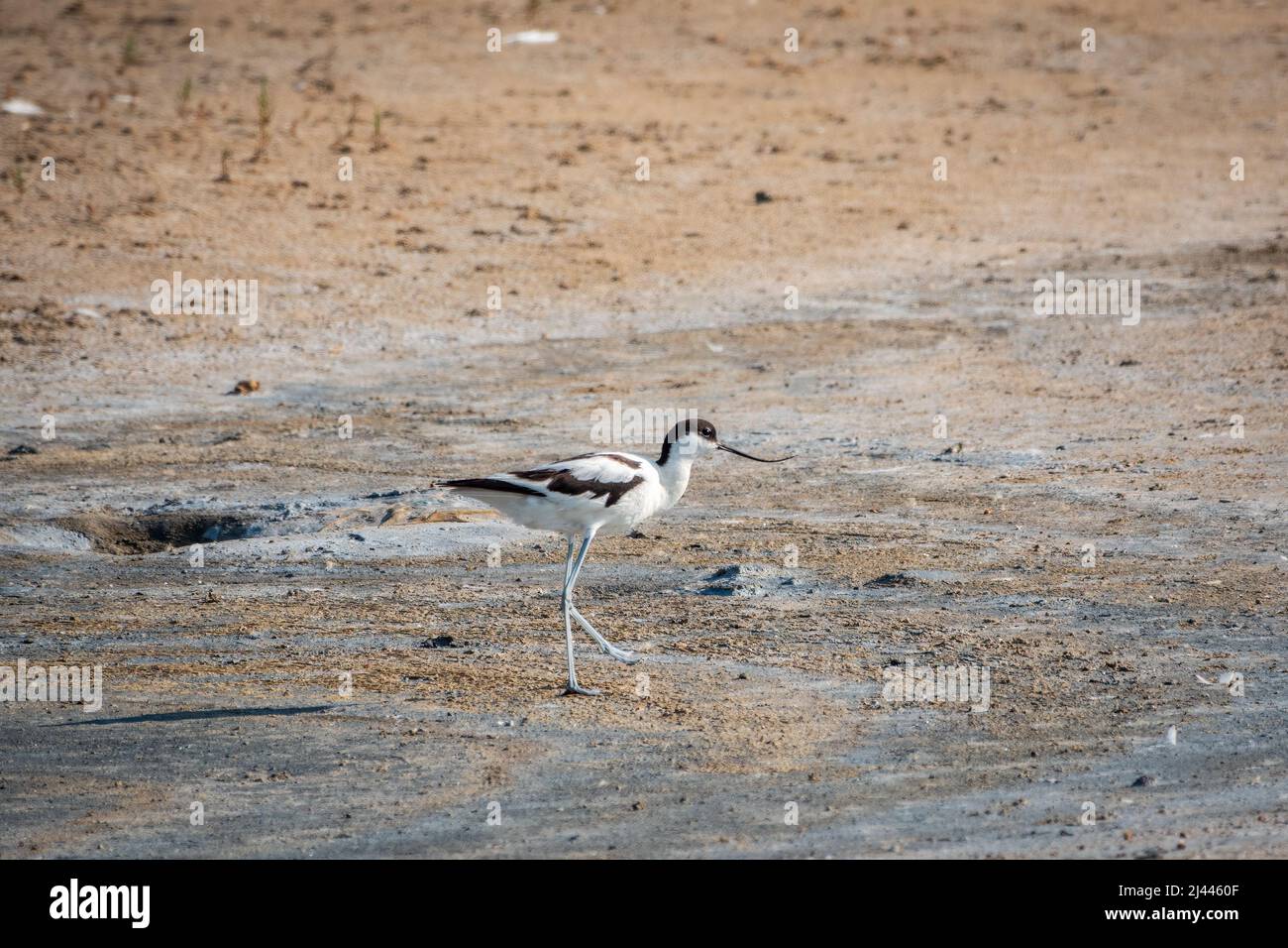 Water bird pied avocet, Recurvirostra avosetta, feeding in the lake ...