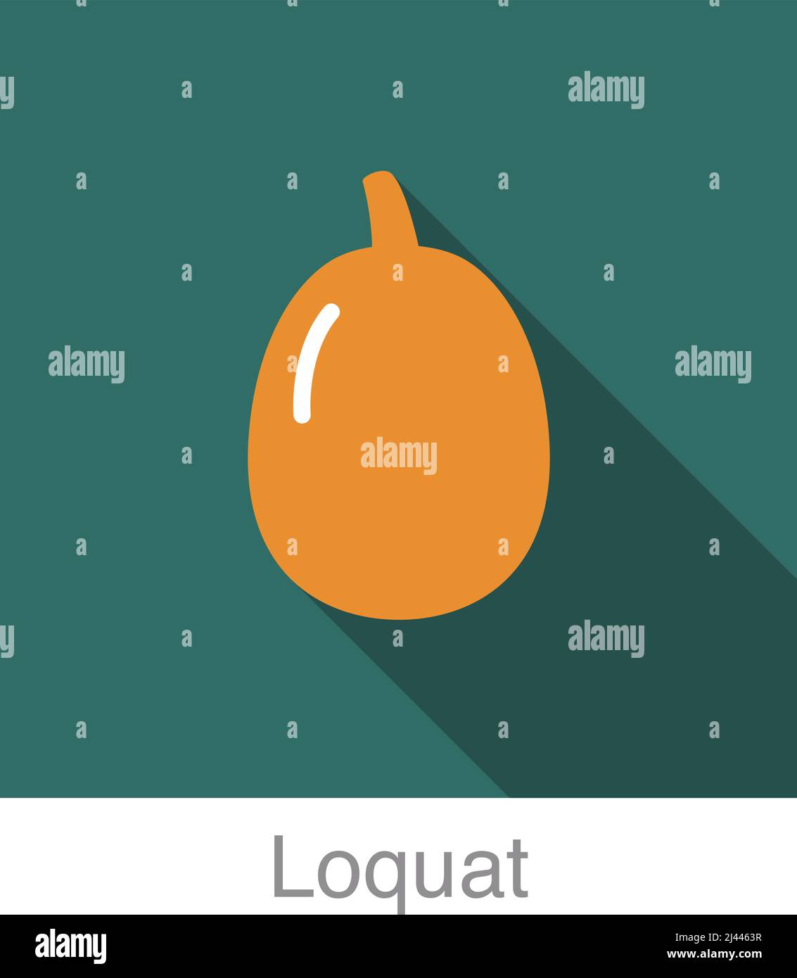 Loquat isolated Stock Vector Images - Alamy