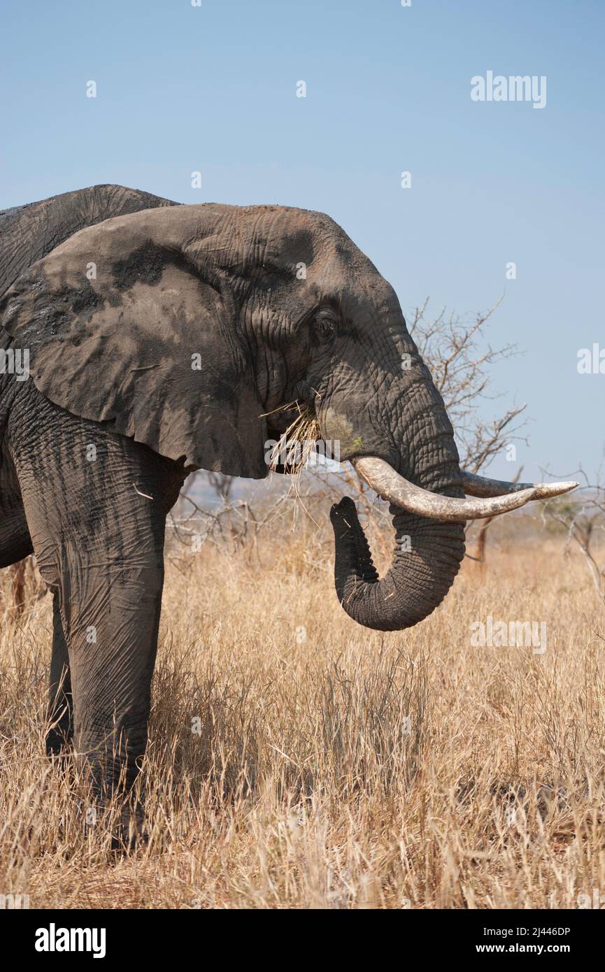 Large African elephant with tusks, wet from a swim in the river, having ...