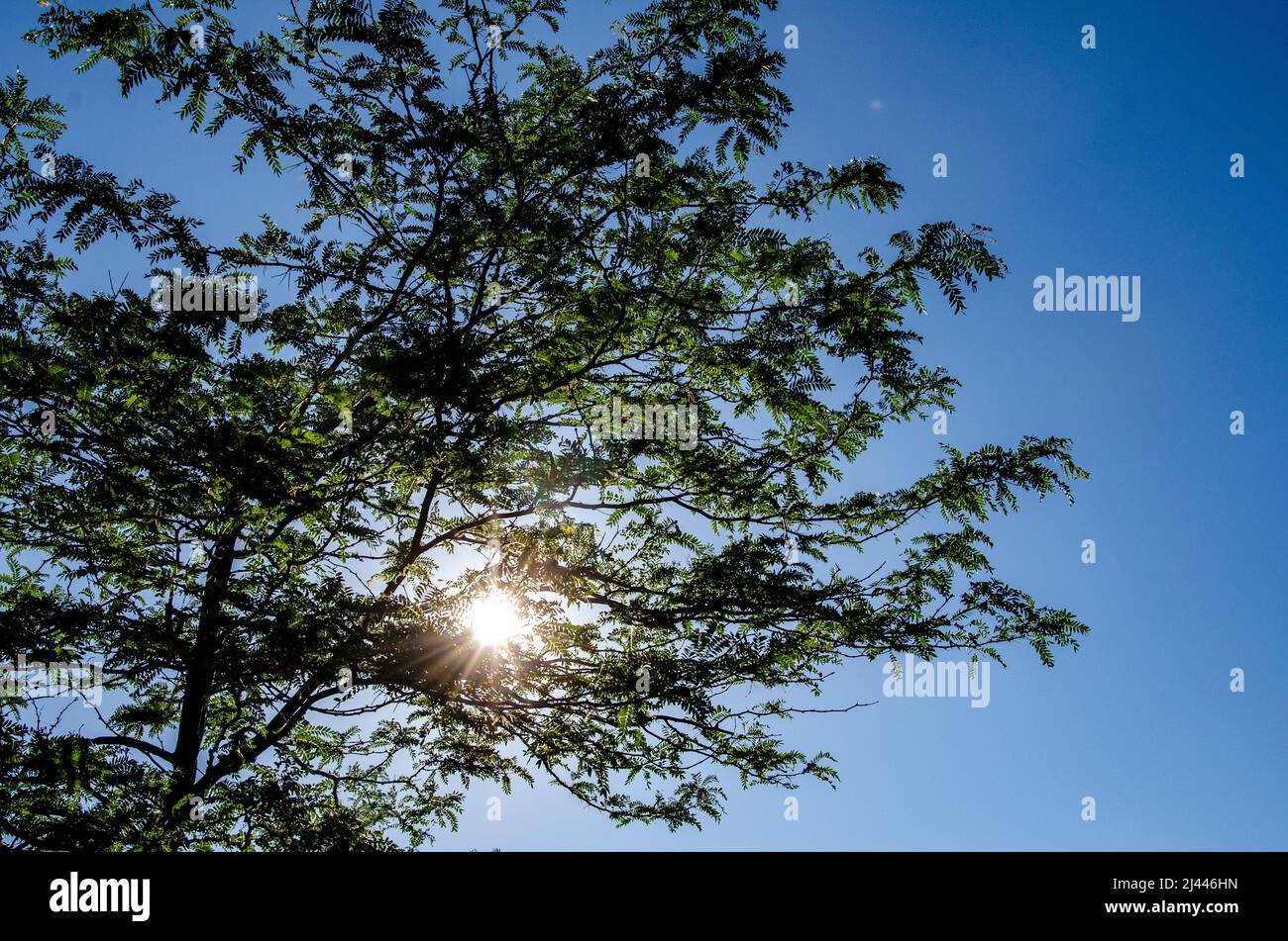 Sun backlighting tree Stock Photo - Alamy