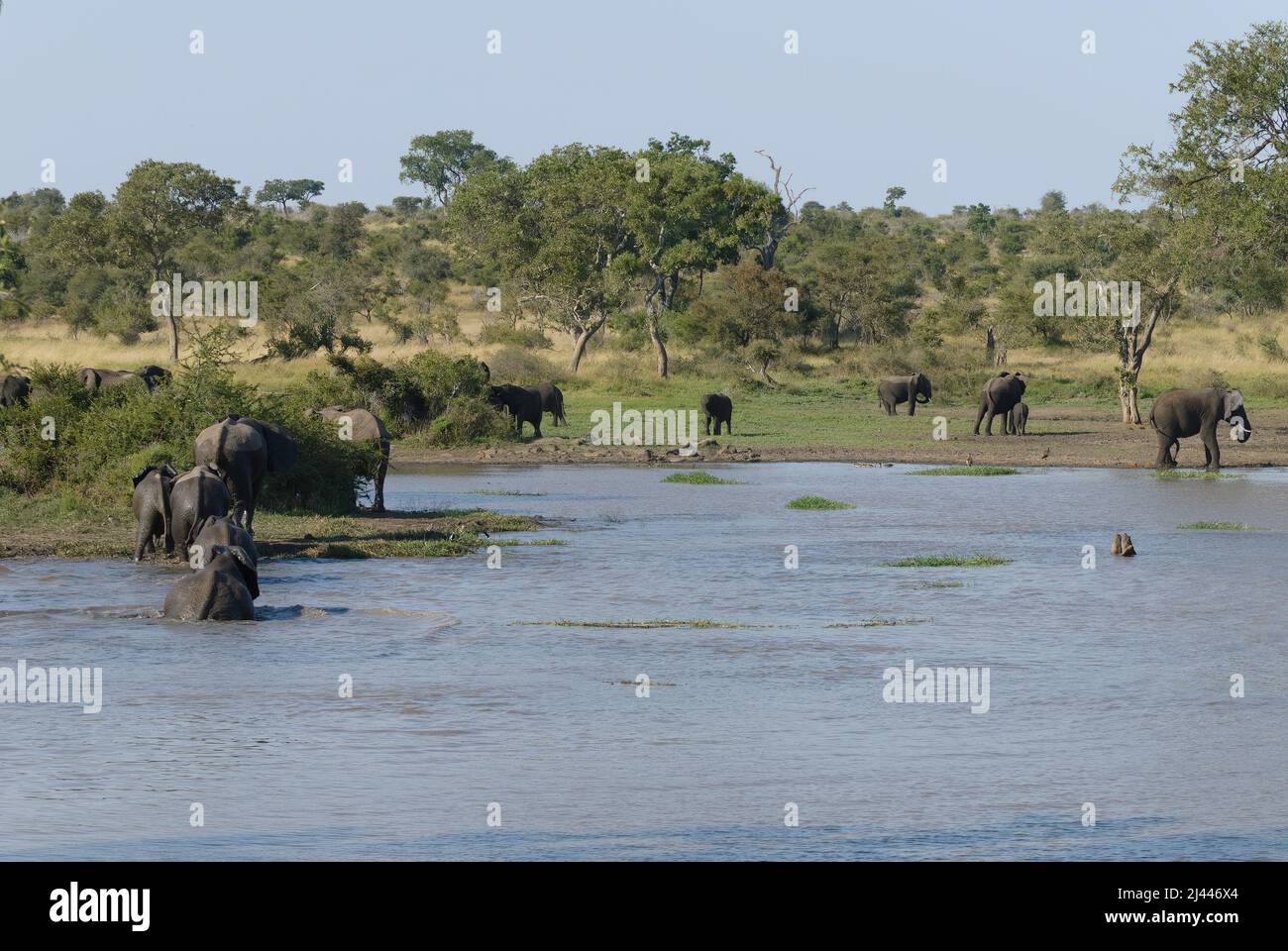 African elephant crossing a river in the Kruger National Park, South ...