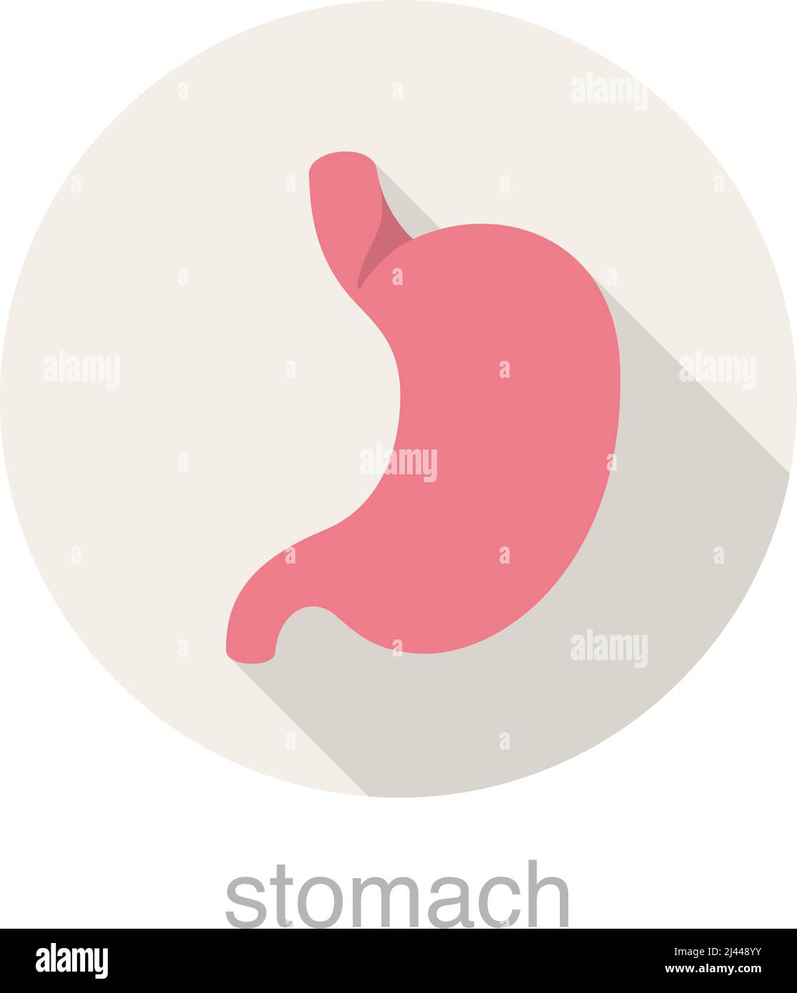 Realistic stomach colors hi-res stock photography and images - Alamy