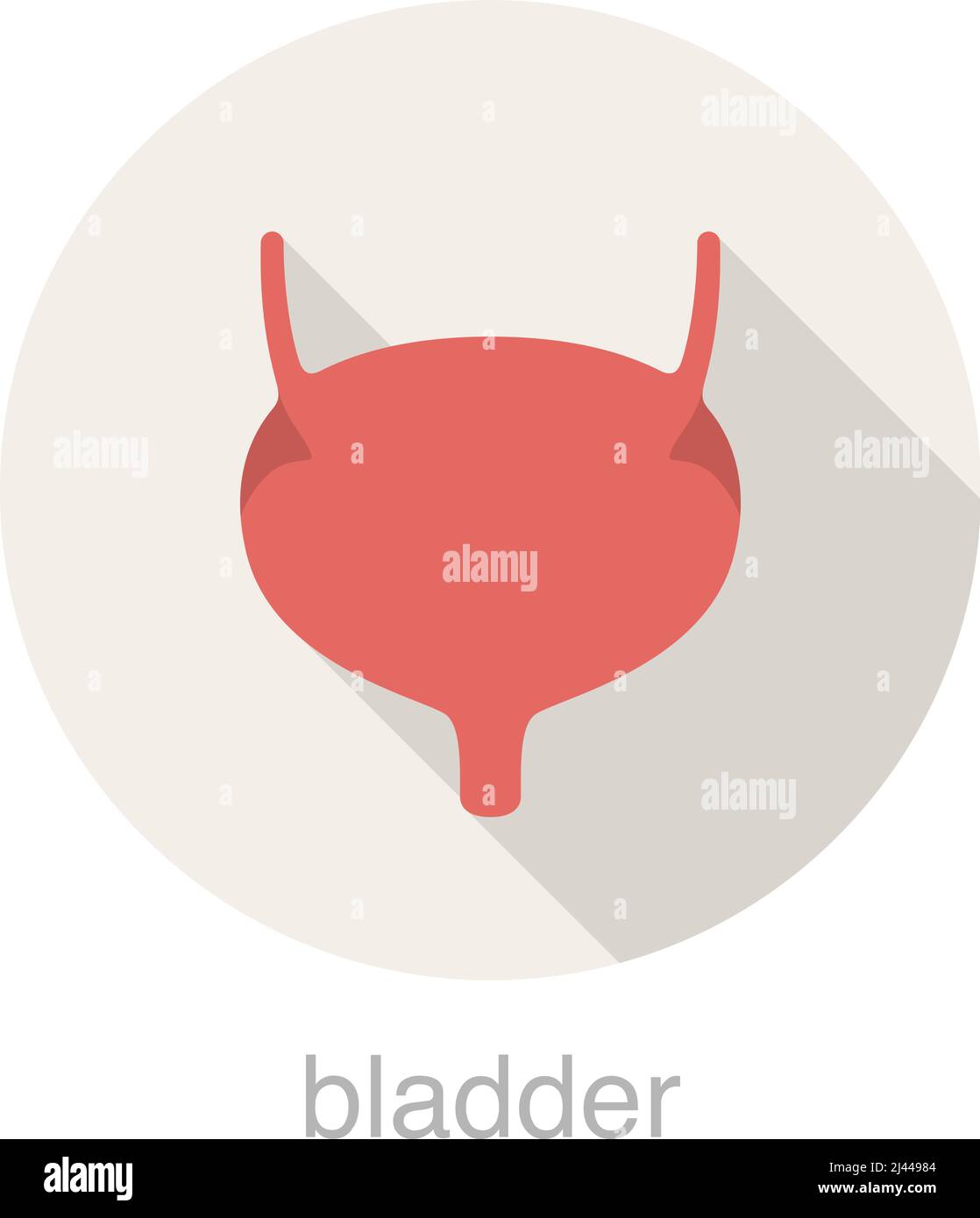 human organ bladder flat icon, vector illustration Stock Vector Image & Art - Alamy