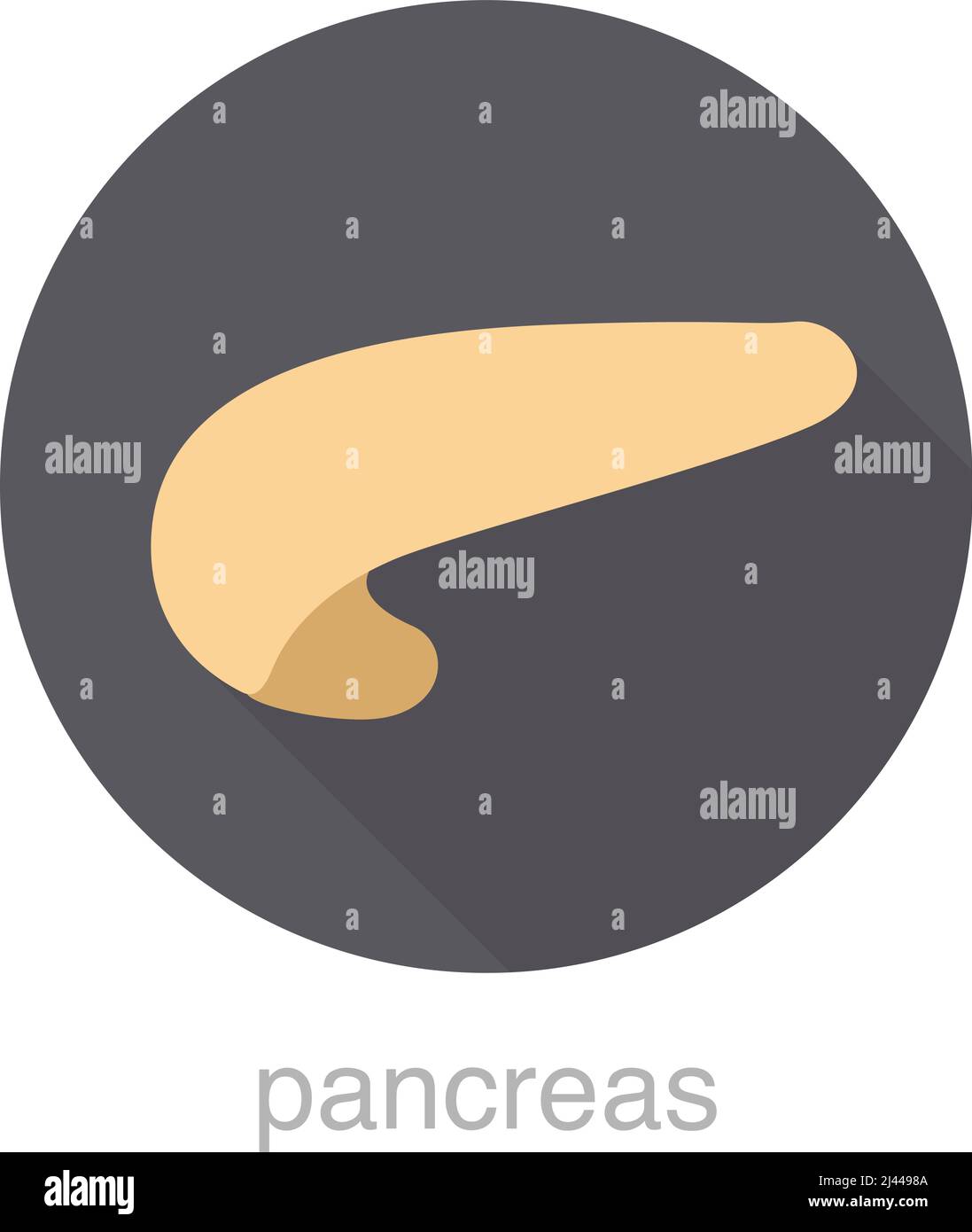 human organ pancreas flat design icon, vector illustration Stock Vector ...