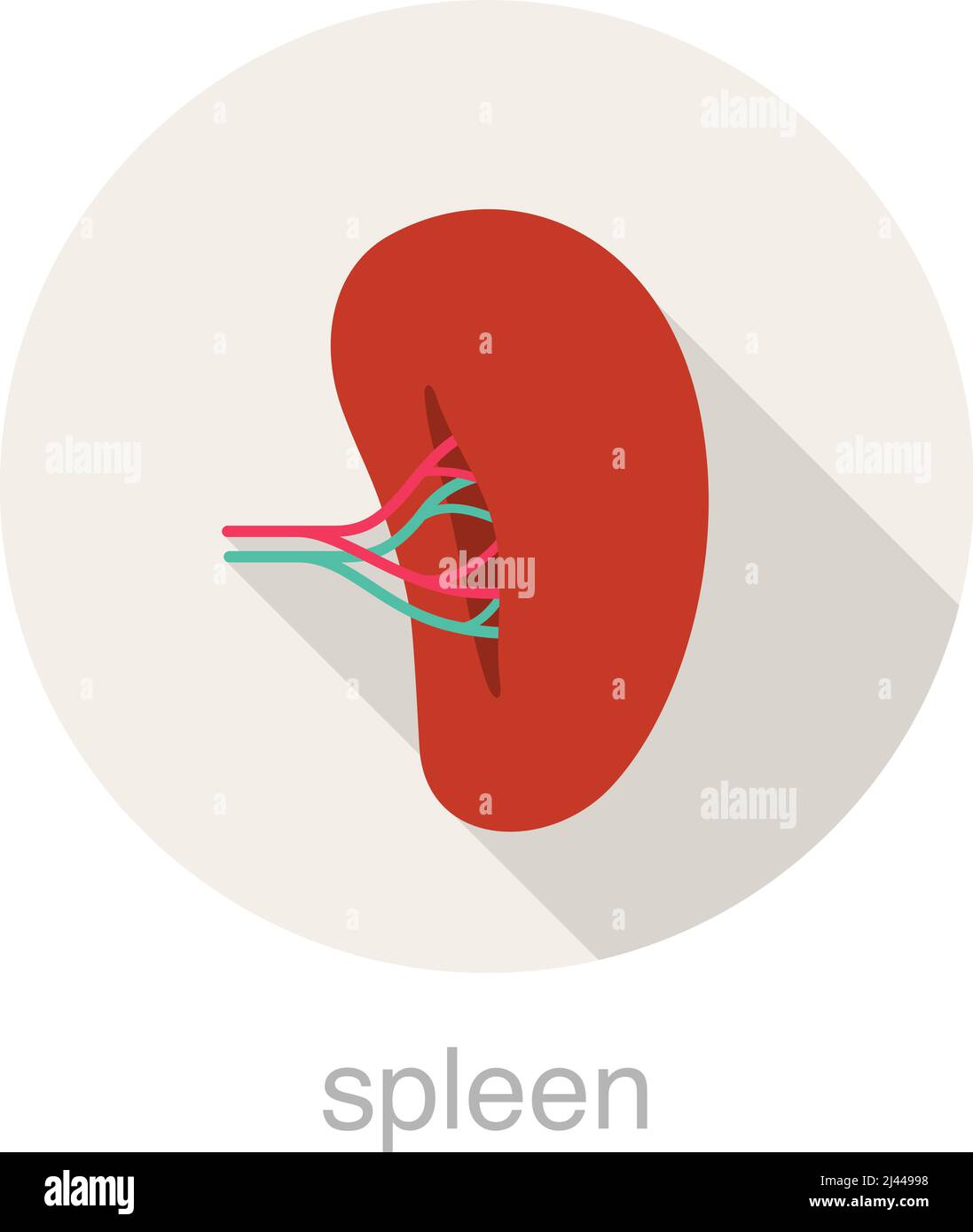 human organ spleen flat design icon, vector illustration Stock Vector Image & Art - Alamy