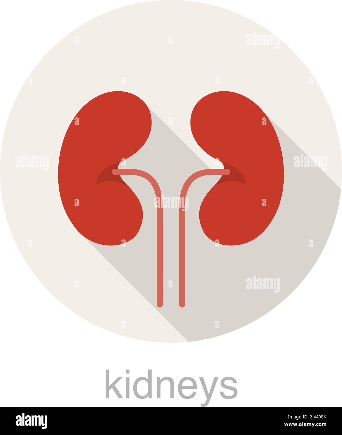 Vector organ design hi-res stock photography and images - Alamy