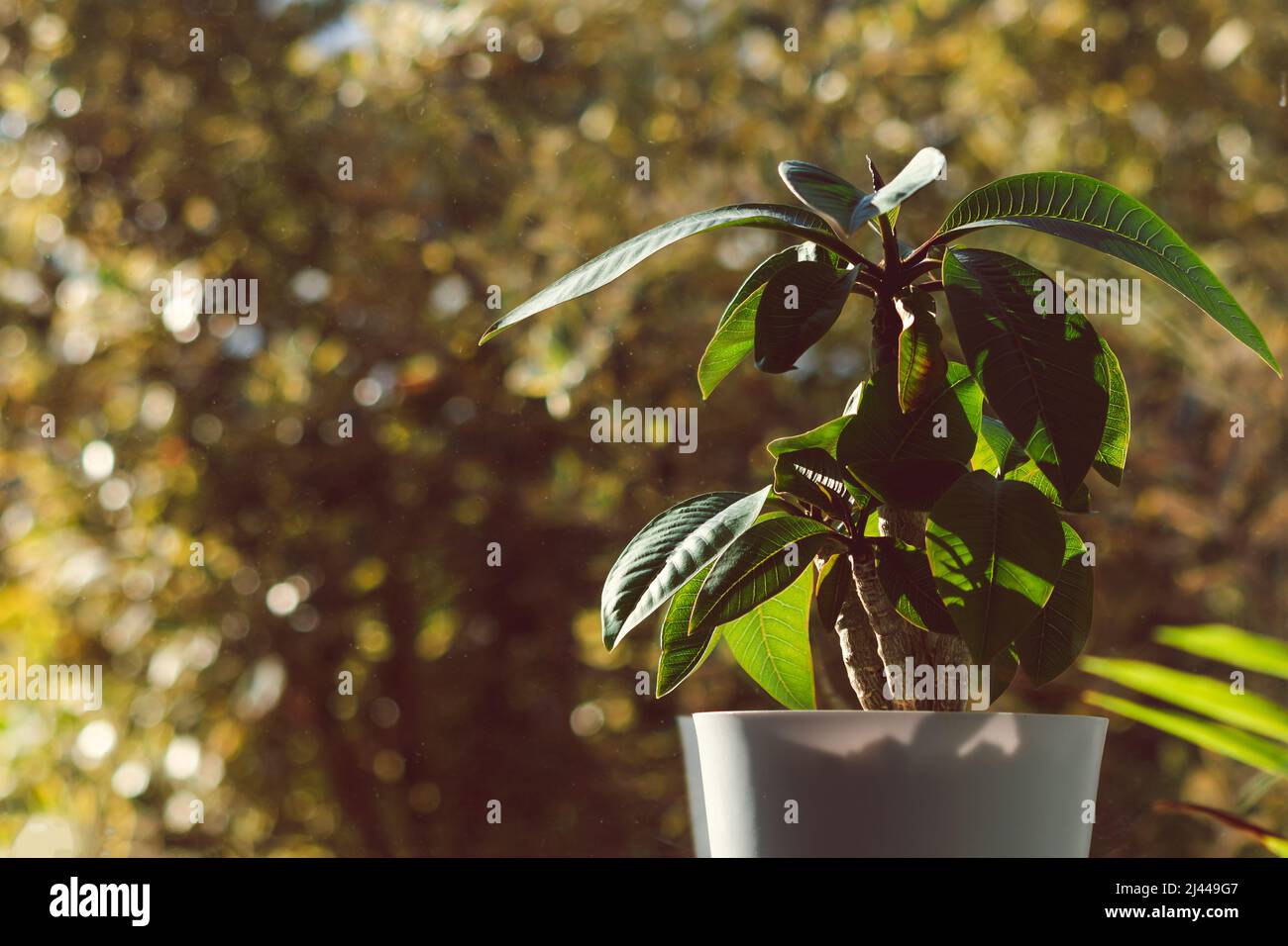 close-up of frangipani plant by the window seal with golden light over ...