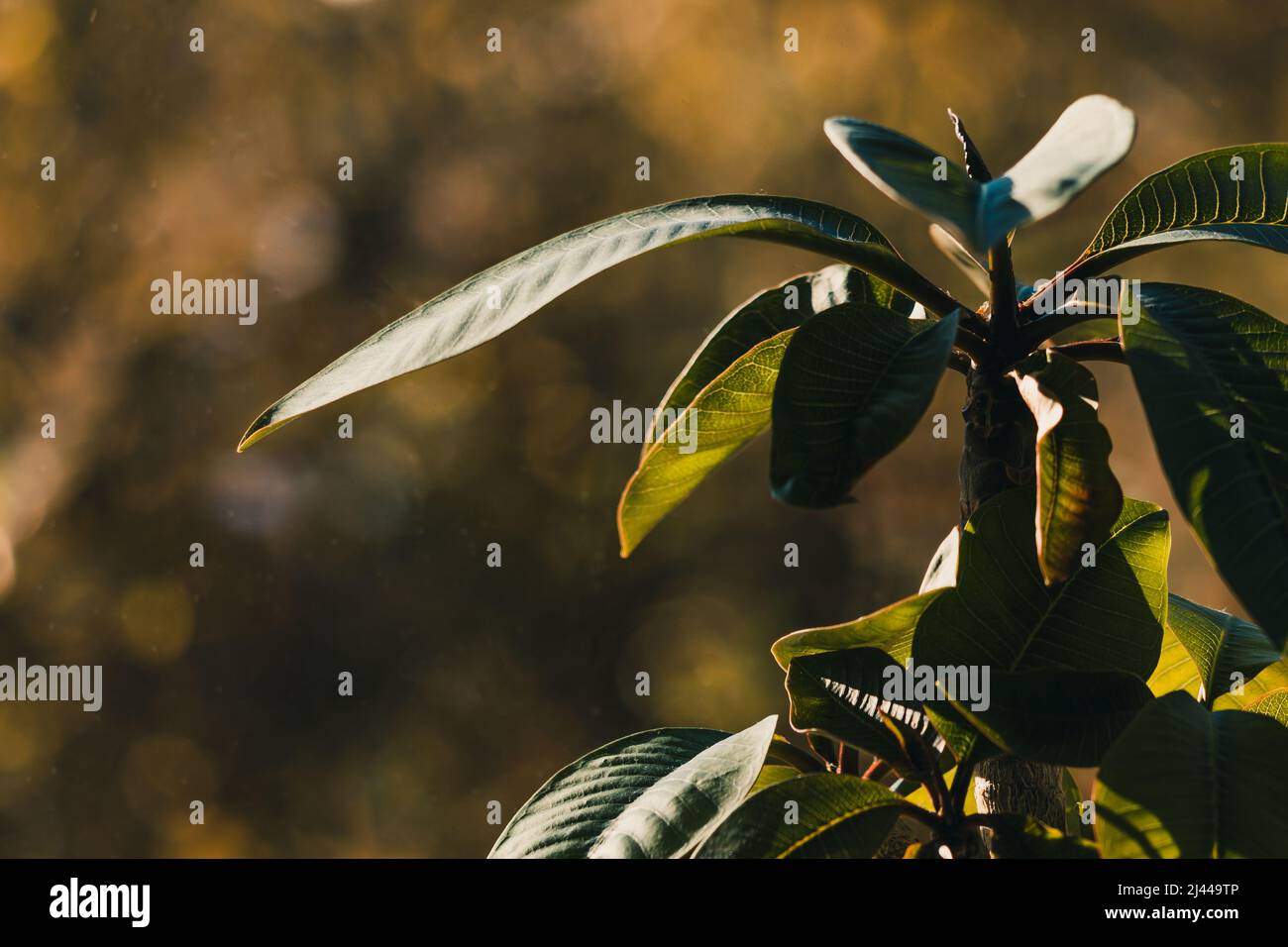 close-up of frangipani plant by the window seal with golden light over ...