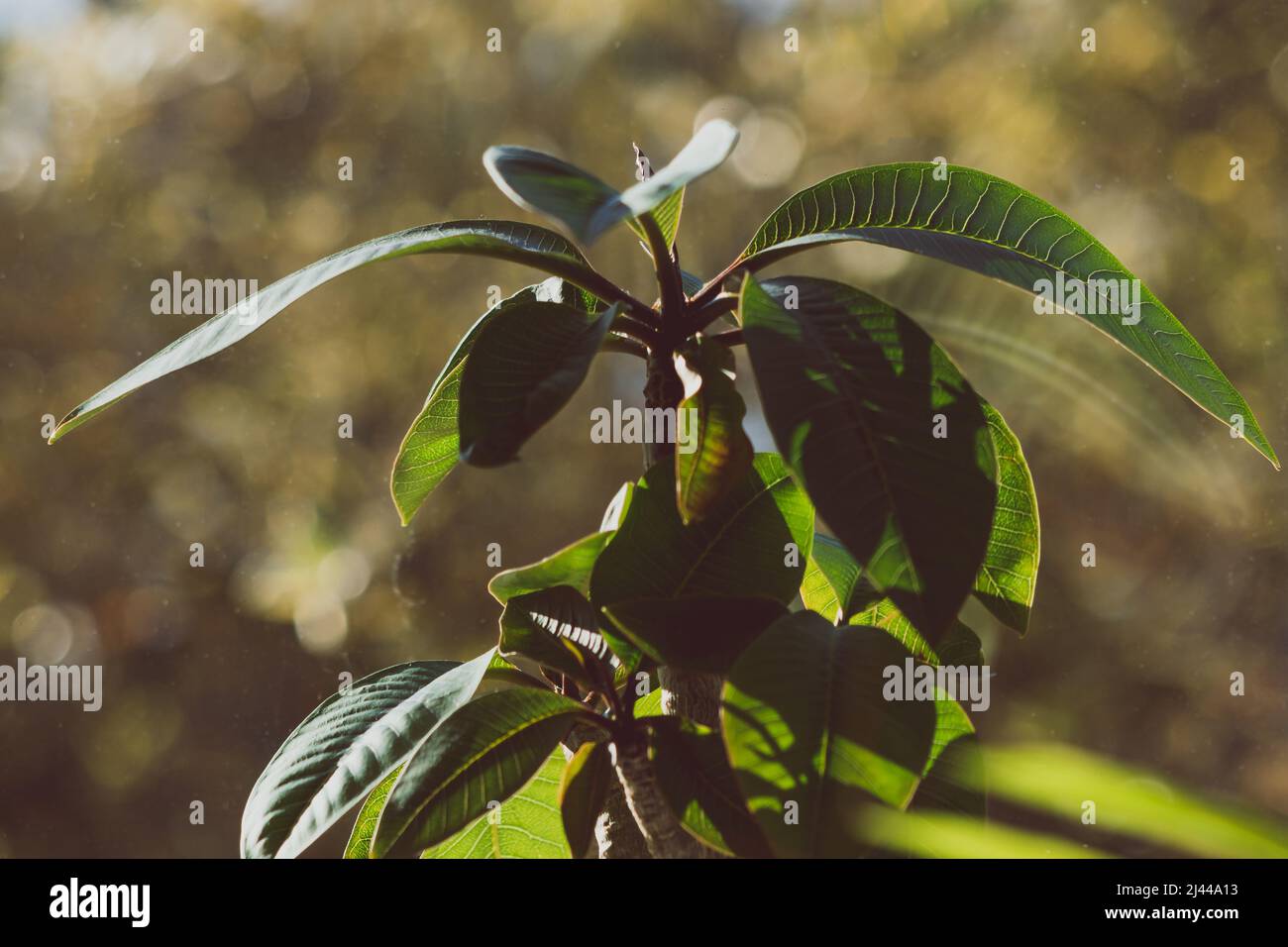 close-up of frangipani plant by the window seal with golden light over ...