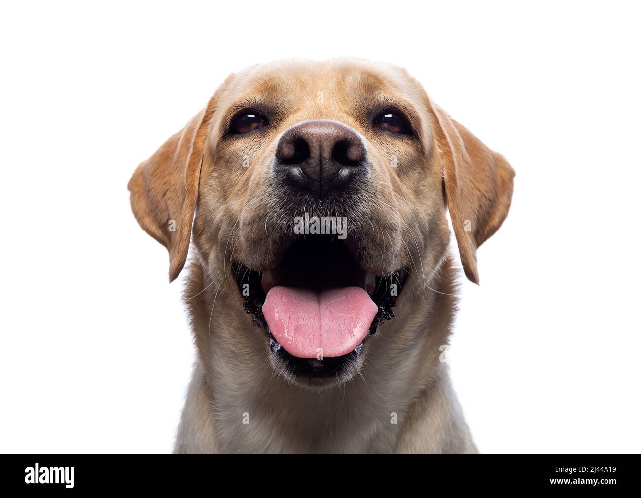 Portrait of a Labrador Retriever dog on an isolated white background ...